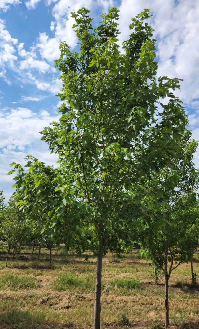 Products - Prairie Fire Farm