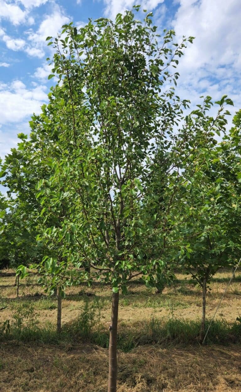 Products - Prairie Fire Farm