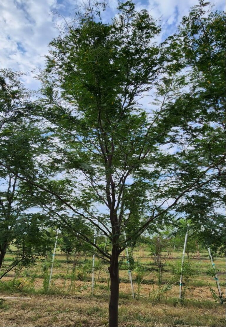 Products - Prairie Fire Farm